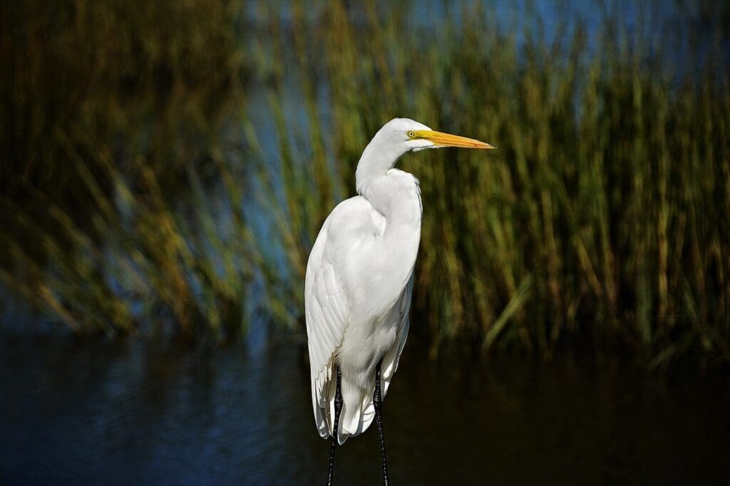 Phinizy Swamp Nature Park – Augusta-Aiken Audubon